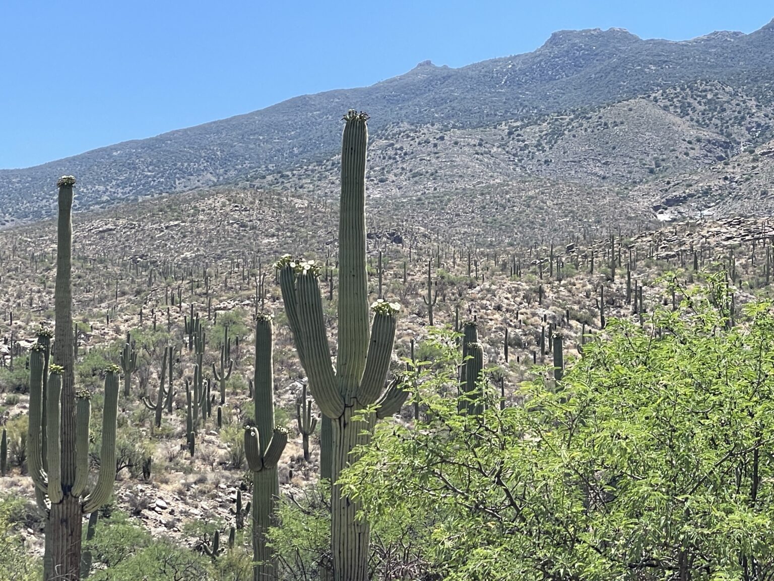 Exploring the Desert in Tucson