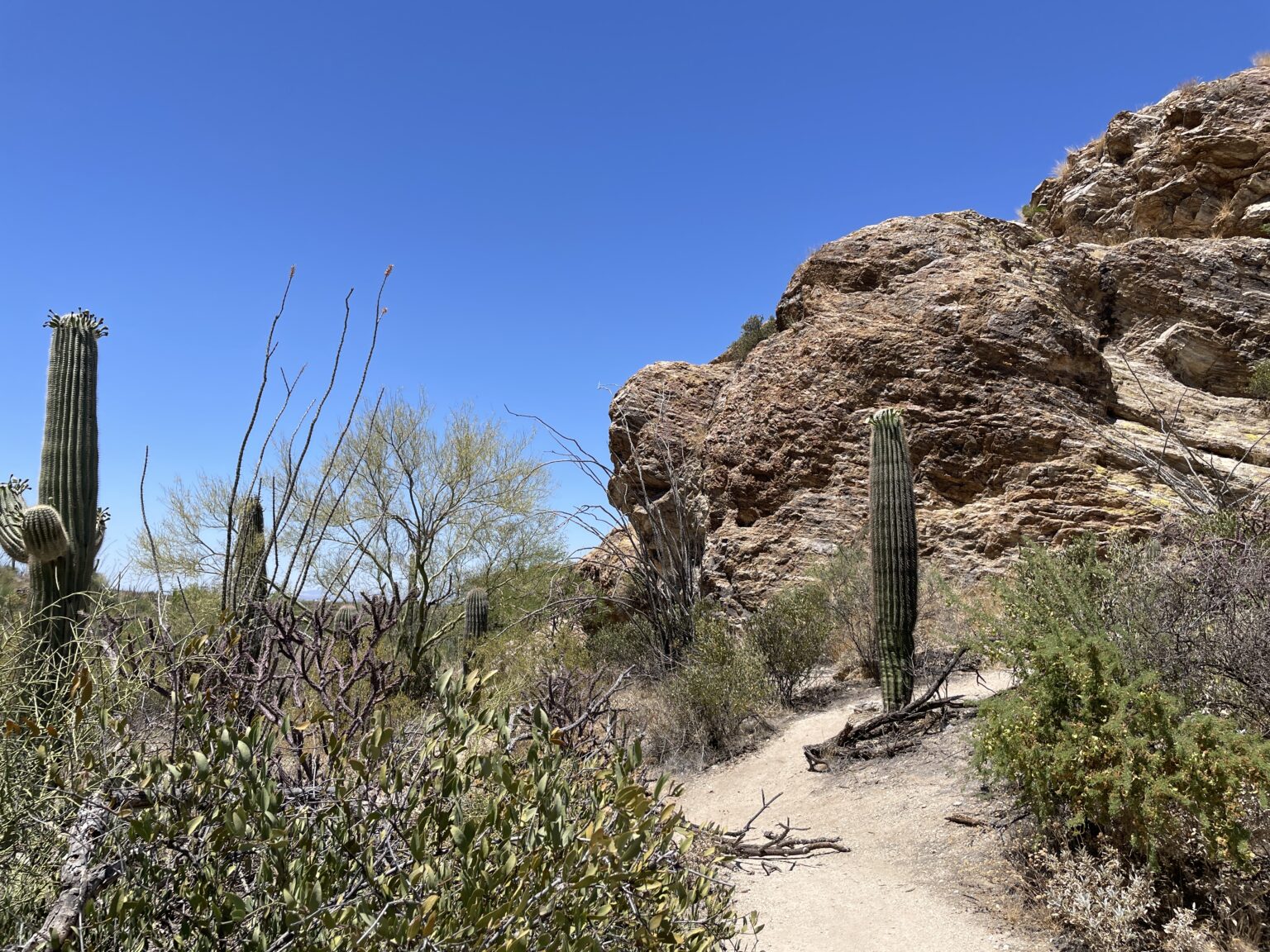 Exploring the Desert in Tucson