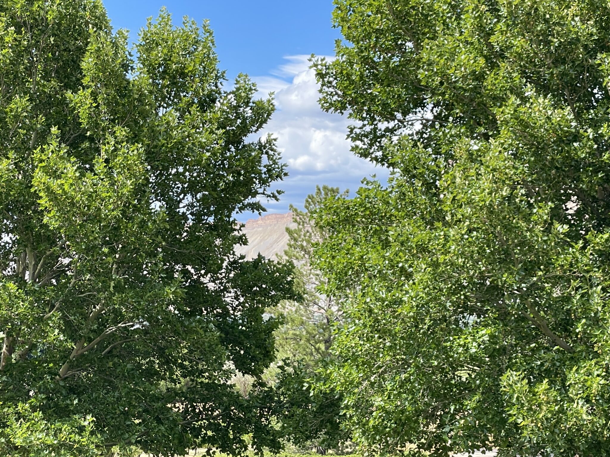 Palisade CO Wineries, Distilleries and Craft Breweries - Globalphile