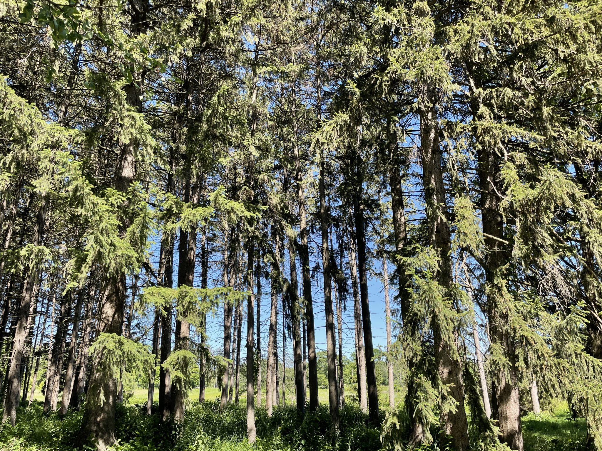 Day Trips from Chicago, IL - Visiting Suburban Glen Ellyn and Downers ...